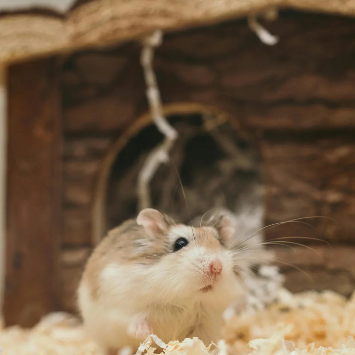 How To Keep Your Hamster Warm At Home Without Running Up A Huge Bill ...